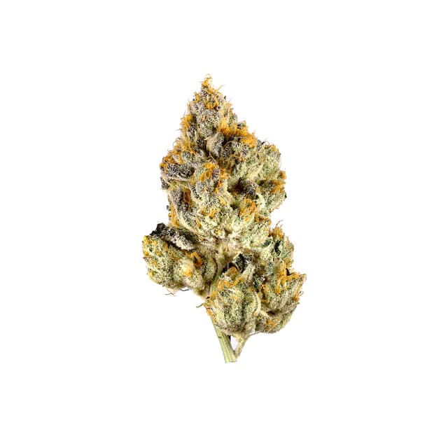 Cherry Champagne | Creator's Choice